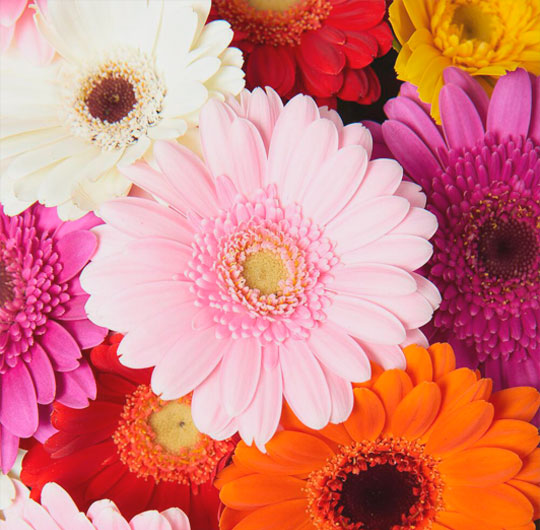 Florist Baton Rouge 🌻 Nov 2025